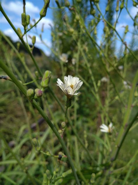 アキノノゲシキク科 日本の植物図鑑懐かしい草花