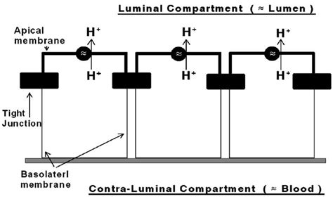 Effects Of Estrogen On Proton Secretion Via The Apical Membrane In Vaginal Ectocervical