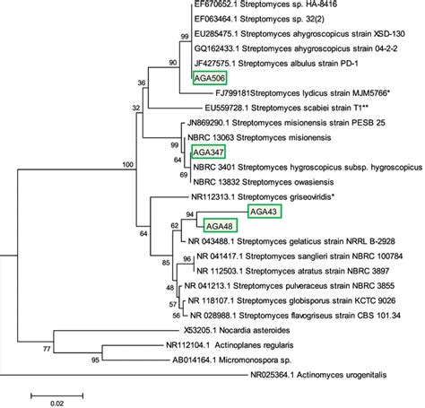 Phylogenetic Tree Generated Using The Neighbour Joining Method Showing Download Scientific