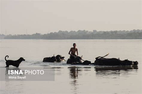 سرمایه‌گذاران به صنعت گاومیش‌داری ورود کنند بازارپسندی فرآورده‌های