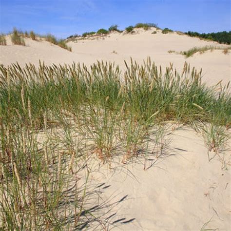 Marram Grass Natural Edge