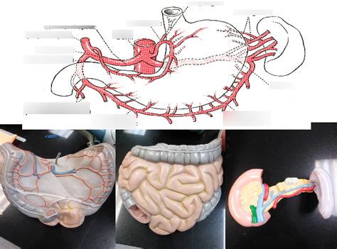 Biol 2325 Exam 4 Celiac Trunk Bowel Diagram Quizlet