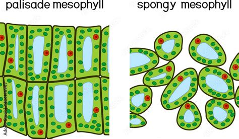 Naklejka Palisade And Spongy Mesophyll Structure And Types Of