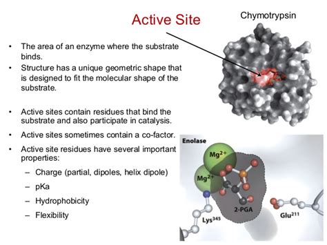Substrate Definition Biochemsitry Examples