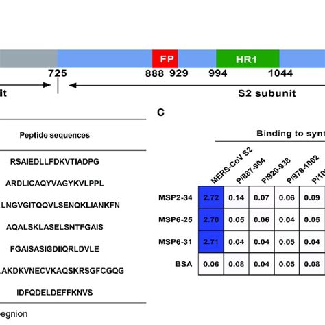 Binding Of Mabs To Different Synthetic Mers Cov S2 Peptides A Download Scientific Diagram