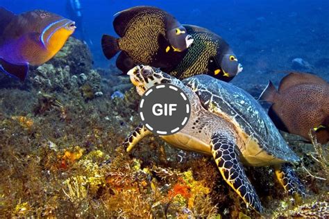 Marine Ecosystem Conservation Challenges And Triumphs In Guardians Of