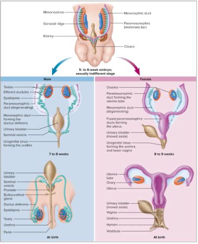 Ch Determinations Of Sex Flashcards Quizlet