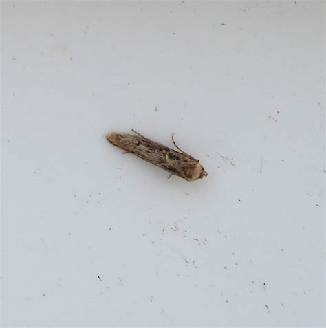 Brown House Moth Insect Photos