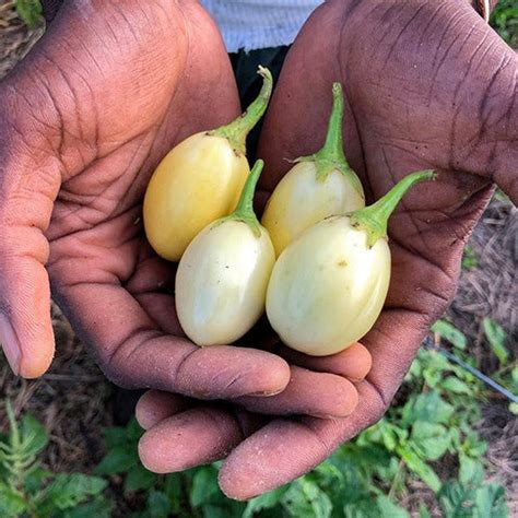 White Garden Egg Eggplant Truelove Seeds