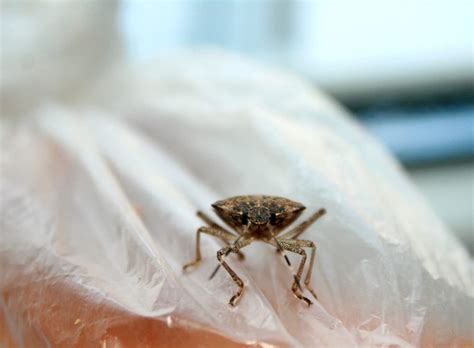 How To Get Rid Of Fleas In Your Home The Basics Explained