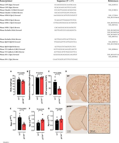 Mouse Primer Sequences With Corresponding Database Reference