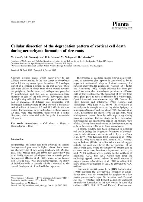 Pdf Cellular Dissection Of The Degradation Pattern Of Cortical Cell Death During Aerenchyma