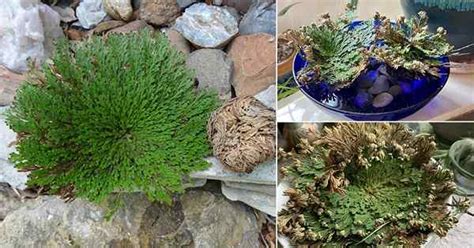 Rose Of Jericho Plant Care Rose Of Jericho Utilise Et Avantages