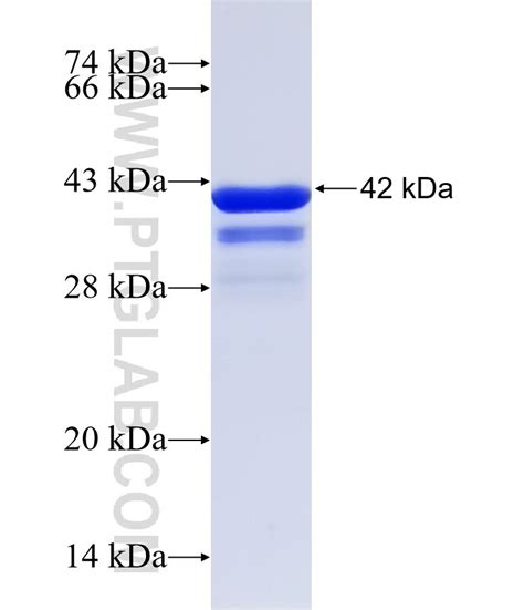 Gpc3 Fusion Protein Ag32559 Proteintech