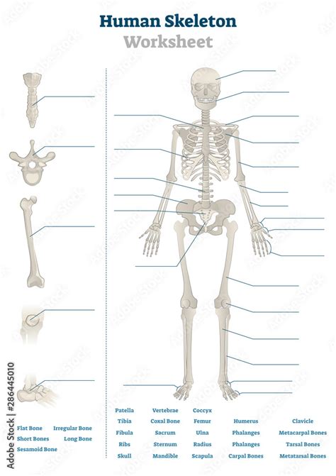 human skeleton worksheet vector illustration blank educational
