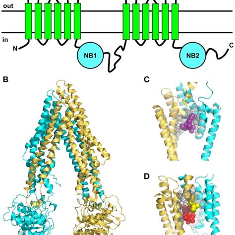 Structures Of Some Lipid Based Pgp Substrates Download Scientific