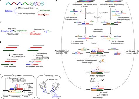 Darwinian Evolution By Selectionamplificationdiversification Download Scientific Diagram