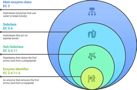62 Enzyme Commission Number Biology Libretexts