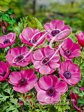 coronaria Sylphide stockfoto - F-Views