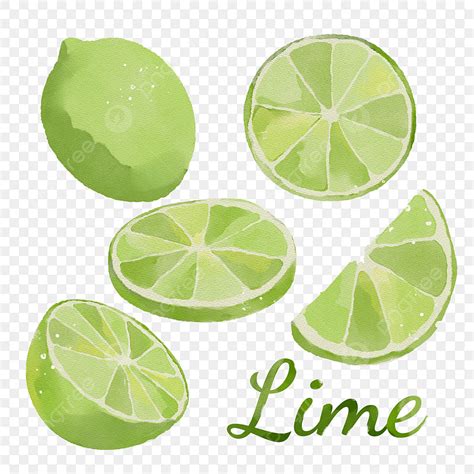 수채화 일러스트 라임 감귤류 녹색 라임 그림 Png 일러스트 및 Psd 이미지 무료 다운로드 Pngtree