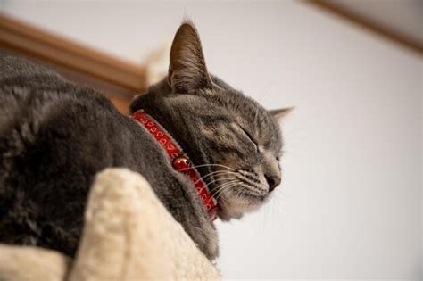 Premium Photo Domestic Cat In Japan