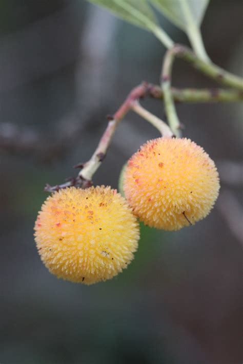 바다 갈매 나무속 과일 나무 Pixabay의 무료 사진 Pixabay