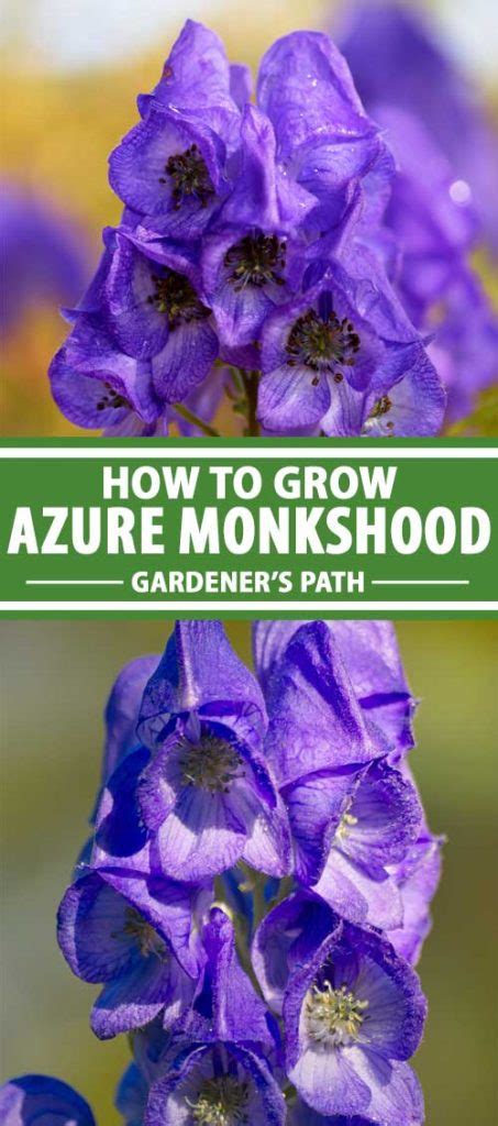 How To Grow Azure Monkshood Gardeners Path