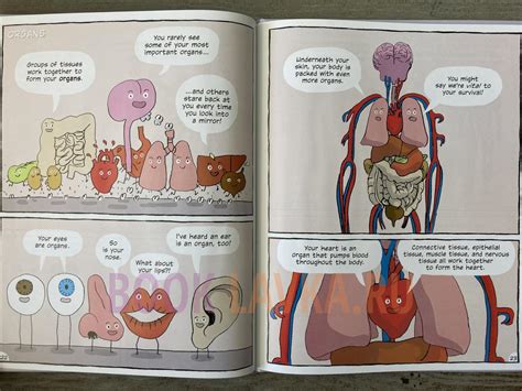 Building Blocks Of Science Cells To Organ Systems купить в интернет магазине Booklavka Буклавка