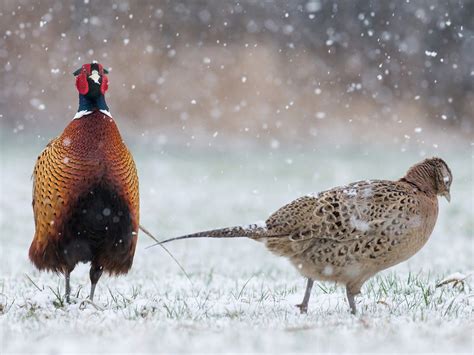 What Do Pheasants Eat Birdfact