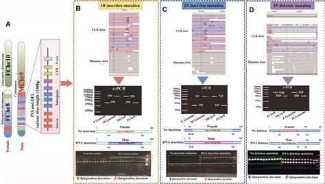 Innovative Approach For High Throughput Exploiting Sex Specific Markers