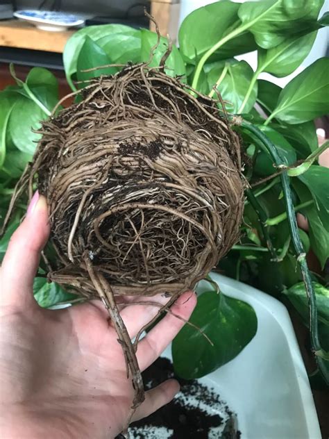 Root Porn Top Root Bound Plants Potting Around