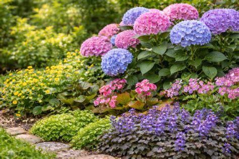Ground Cover Plants Under Hydrangeas The Best Varieties For A Lush