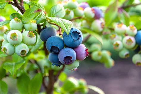 Голубика северная или болотная (Vaccinium boreale) выращивается на ...