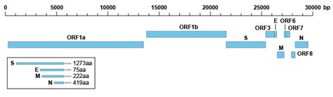 Sars Cov 2 Research Products And Resources Novus Biologicals