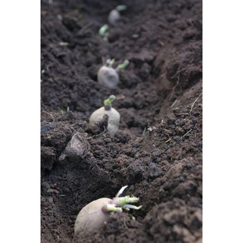 Рътене на картофи за ранното производство Български Фермер