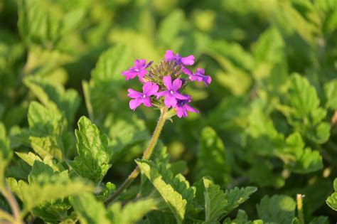Sporýš Homestead Purple Verbena Canadensis Homestead Purple