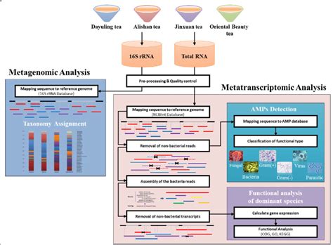 Analytical Flowchart Of The Integrated Metagenomic And Download Scientific Diagram