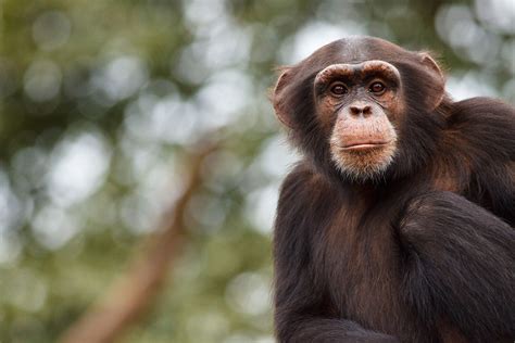 These African Lodges Lead The Way In Wildlife Conservation National