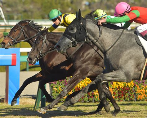 マイネルラウレア 直線差して初陣v 横山武「持ってるものはかなりいい」 競馬ニュース Netkeiba