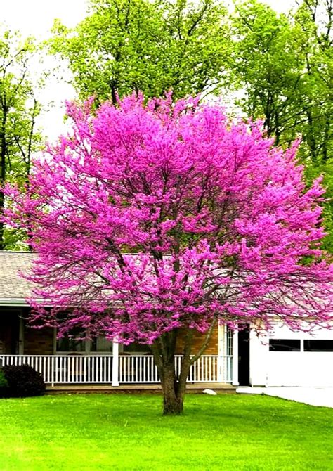 Eastern Redbud Description