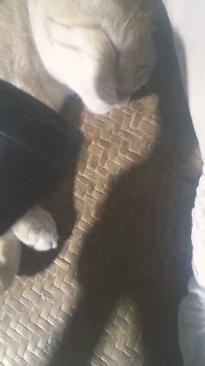 😄😆😺ffunny Youtube