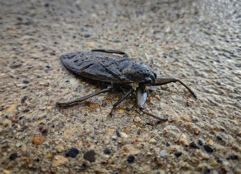 Cockroach Vs Waterbug What Is The Difference All U” Need Pest Control