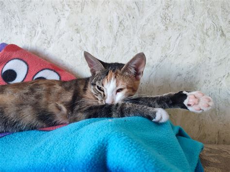 Кошке Букашке очень нужен дом! | Пикабу