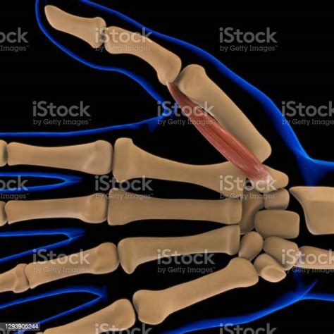 의료 개념 3d 일러스트레이션을 위한 Opponens 폴리시스 근육 해부학 0명에 대한 스톡 사진 및 기타 이미지 0명 3차원 형태 근육 Istock