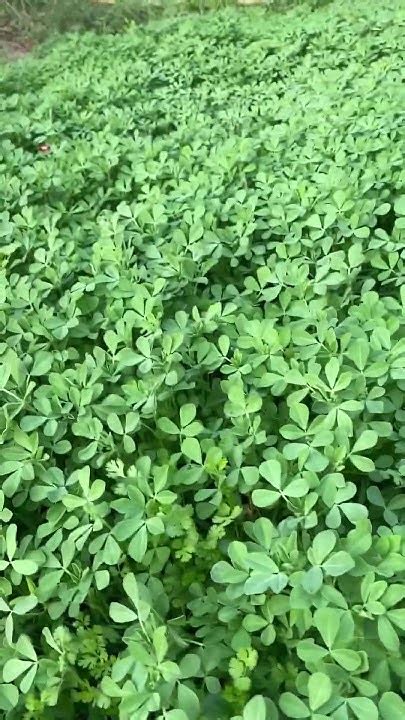 Kichen Garden में ग्रो हुई मेथी 👀👀💚☘️ Nature Kichen Youtube