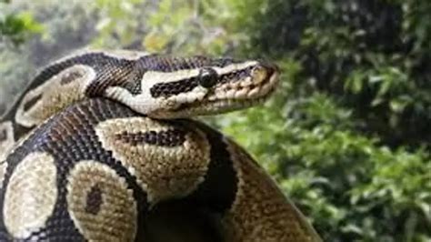 Woman Found Dead Swallowed By Python In Indonesia