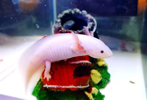 월계동 수족관 우파루파 판매 끝없는 인기 네이버 블로그