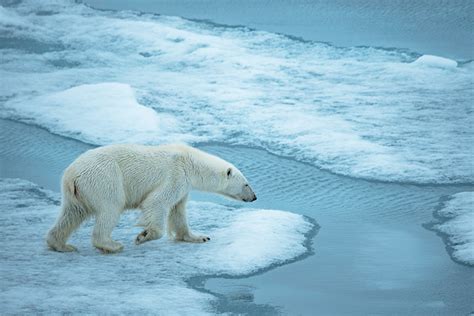 全球气候的变暖对人类和野生生物的影响究竟有多大 仿真假山与仿真树作用