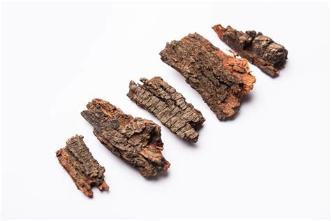 Babul Chaal Or Acacia Bark Also Known As Vachellia Nilotica Bark Kikar