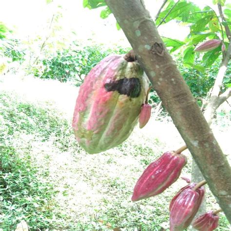 Cacao Cacao Mev33 Roboflow Universe